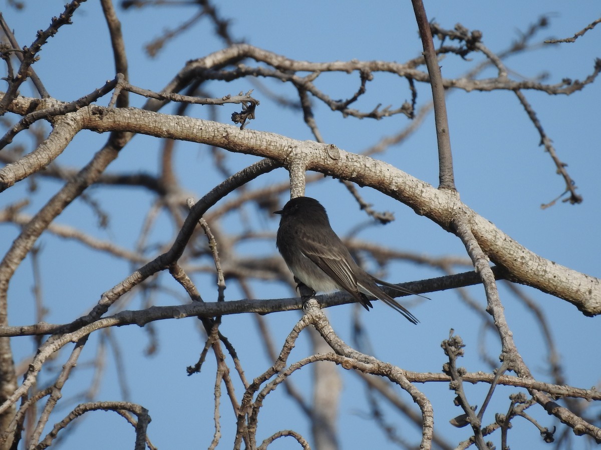 eBird Checklist - 20 Nov 2021 - Univ. of Texas, RGV (Brownsville ...