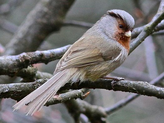 Rusty-throated Parrotbill - eBird