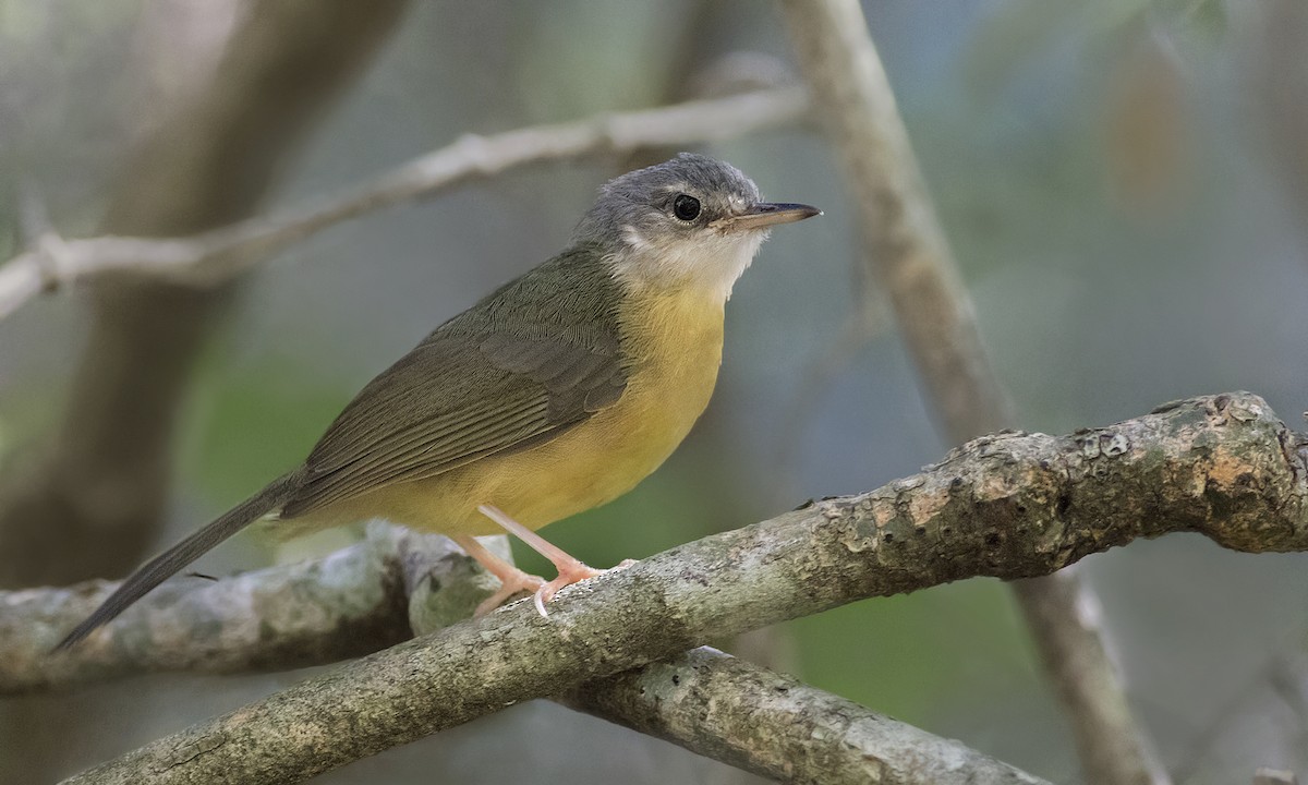 Appert's Tetraka - Xanthomixis apperti - Birds of the World