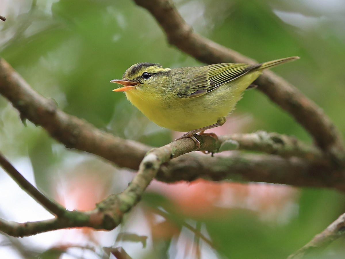 Limestone Leaf Warbler - Phylloscopus calciatilis - Birds of the World