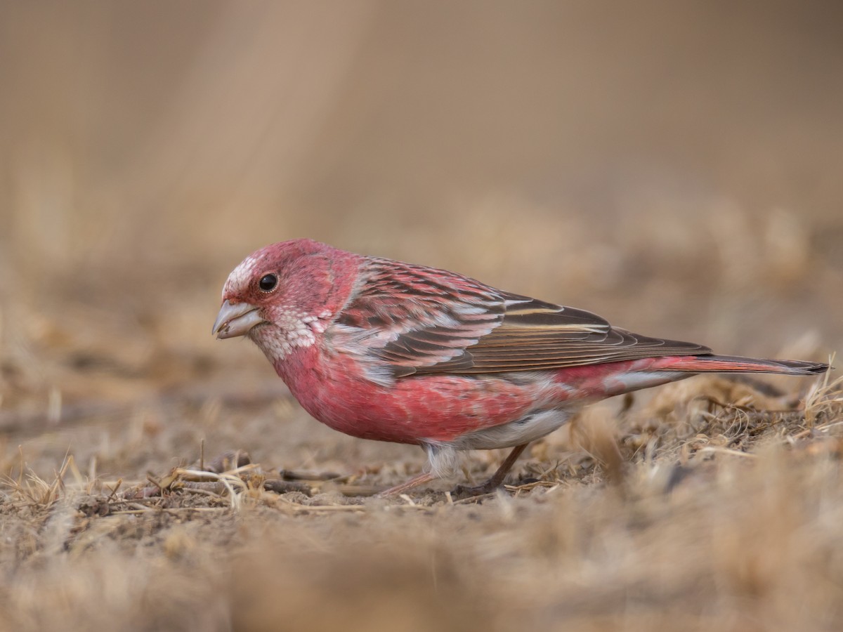 Pallas's Rosefinch - Carpodacus roseus - Birds of the World