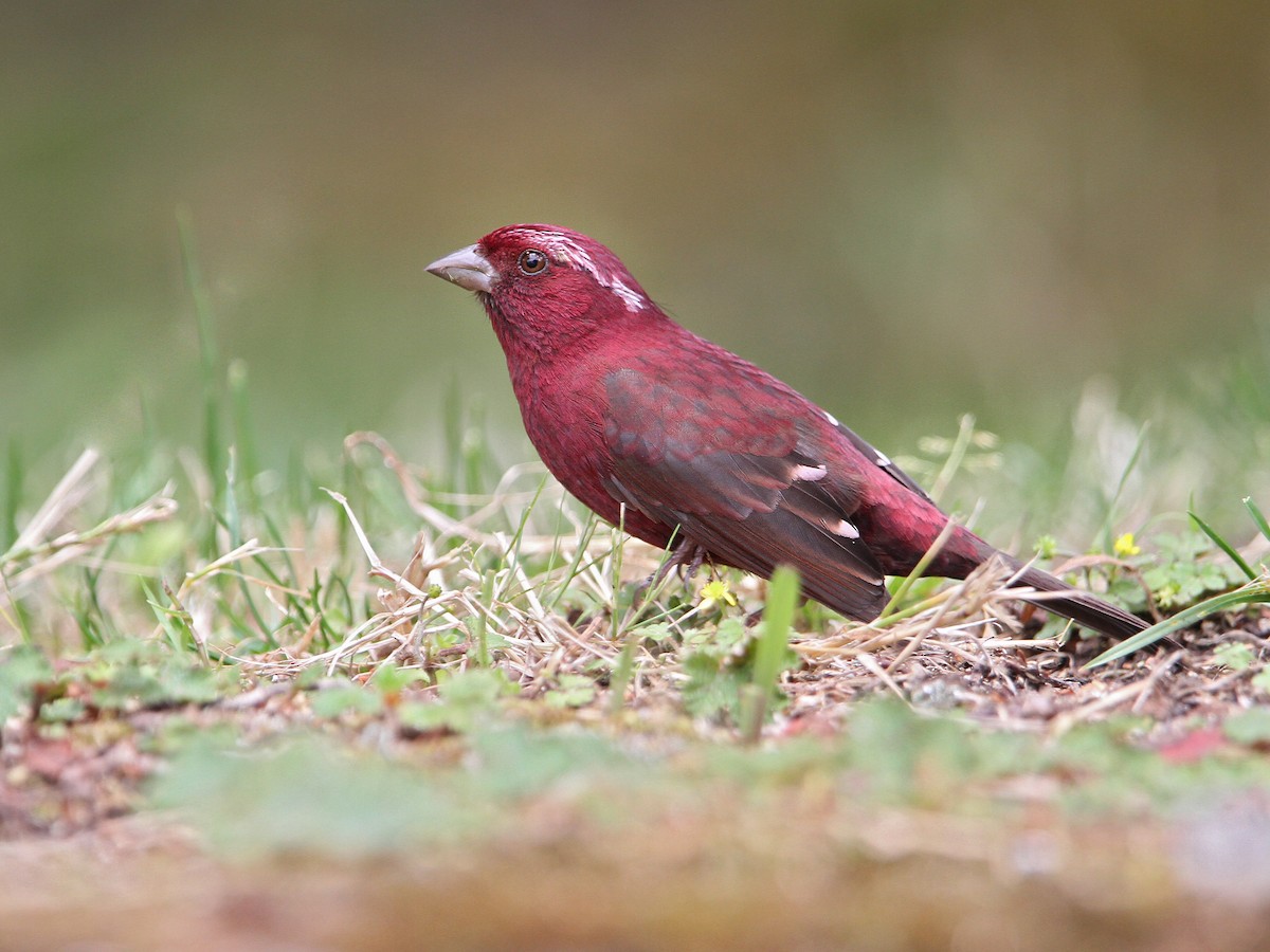 Taiwan Rosefinch - Carpodacus formosanus - Birds of the World
