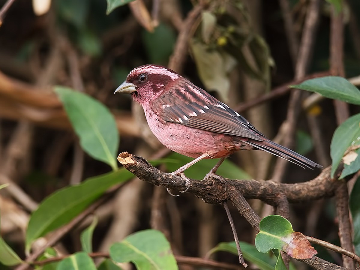 Spot-winged Rosefinch - Carpodacus rodopeplus - Birds of the World