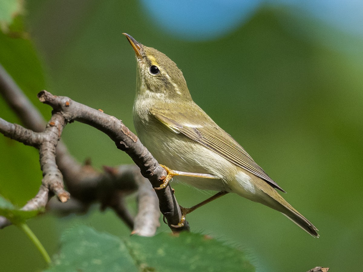 Kamchatka Leaf Warbler - Phylloscopus examinandus - Birds of the World