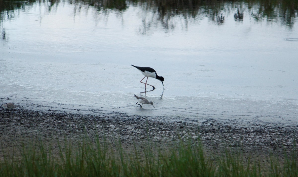 eBird Checklist - 20 Nov 2021 - Kahuku Aqua Ponds - 10 species