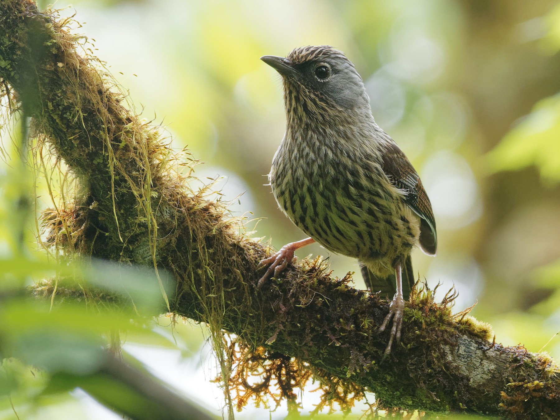 Streaked Barwing - eBird