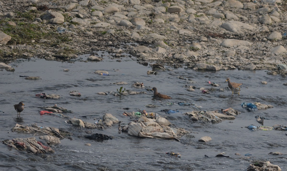 eBird Checklist - 24 Feb 2018 - Chobhar D/S Gorge - 18 species (+1 ...