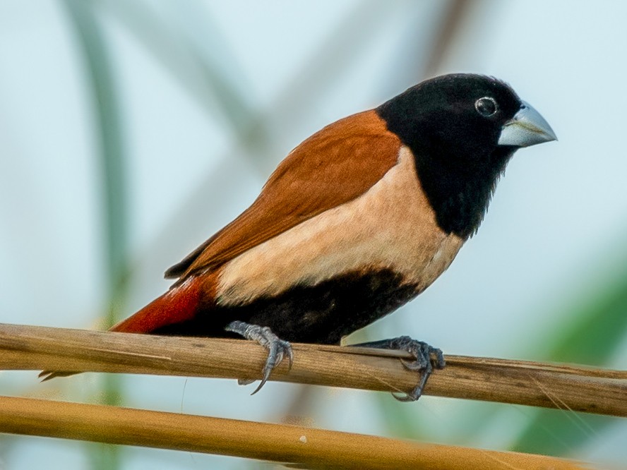 Tricolored Munia - eBird
