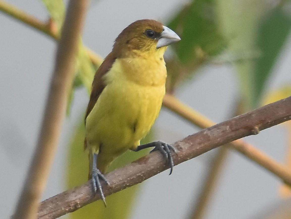 Tricolored Munia - eBird