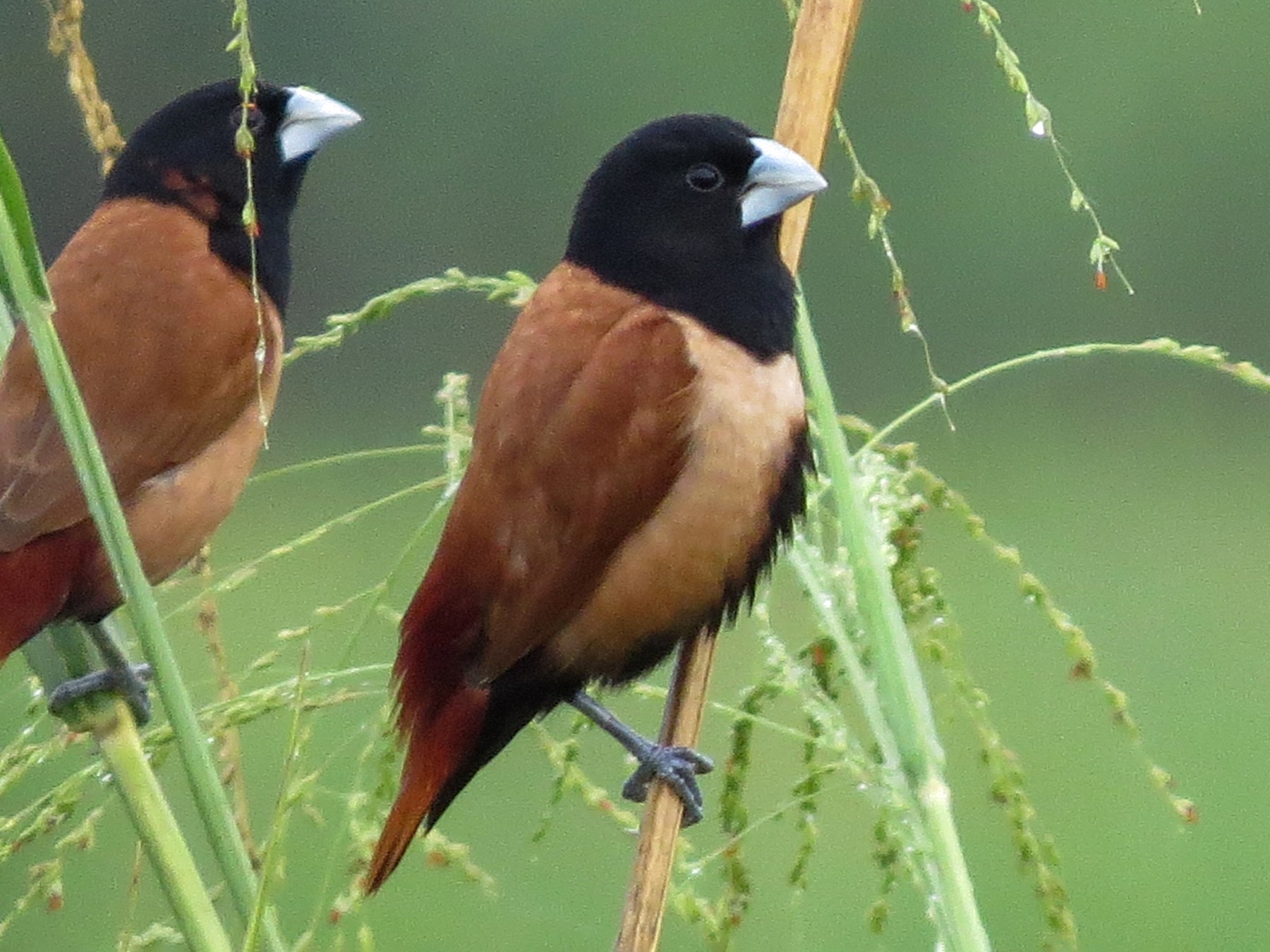 Tricolored Munia - eBird