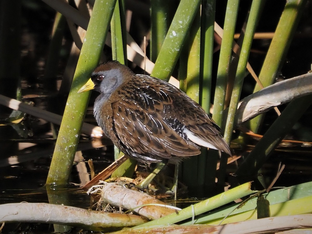 eBird Checklist - 20 Nov 2021 - Piute Ponds (permit required) - 15 species