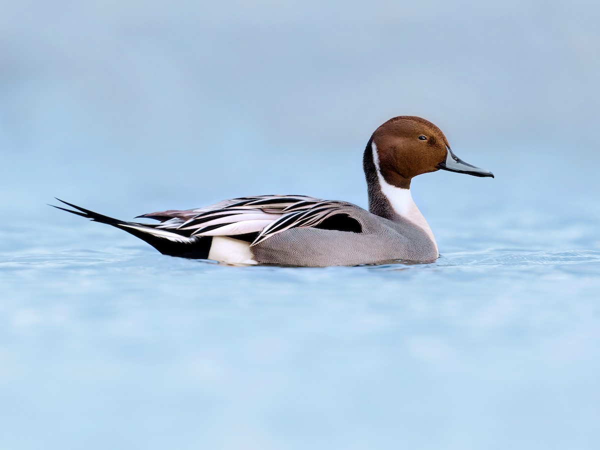 Northern Pintail - Anas acuta - Birds of the World