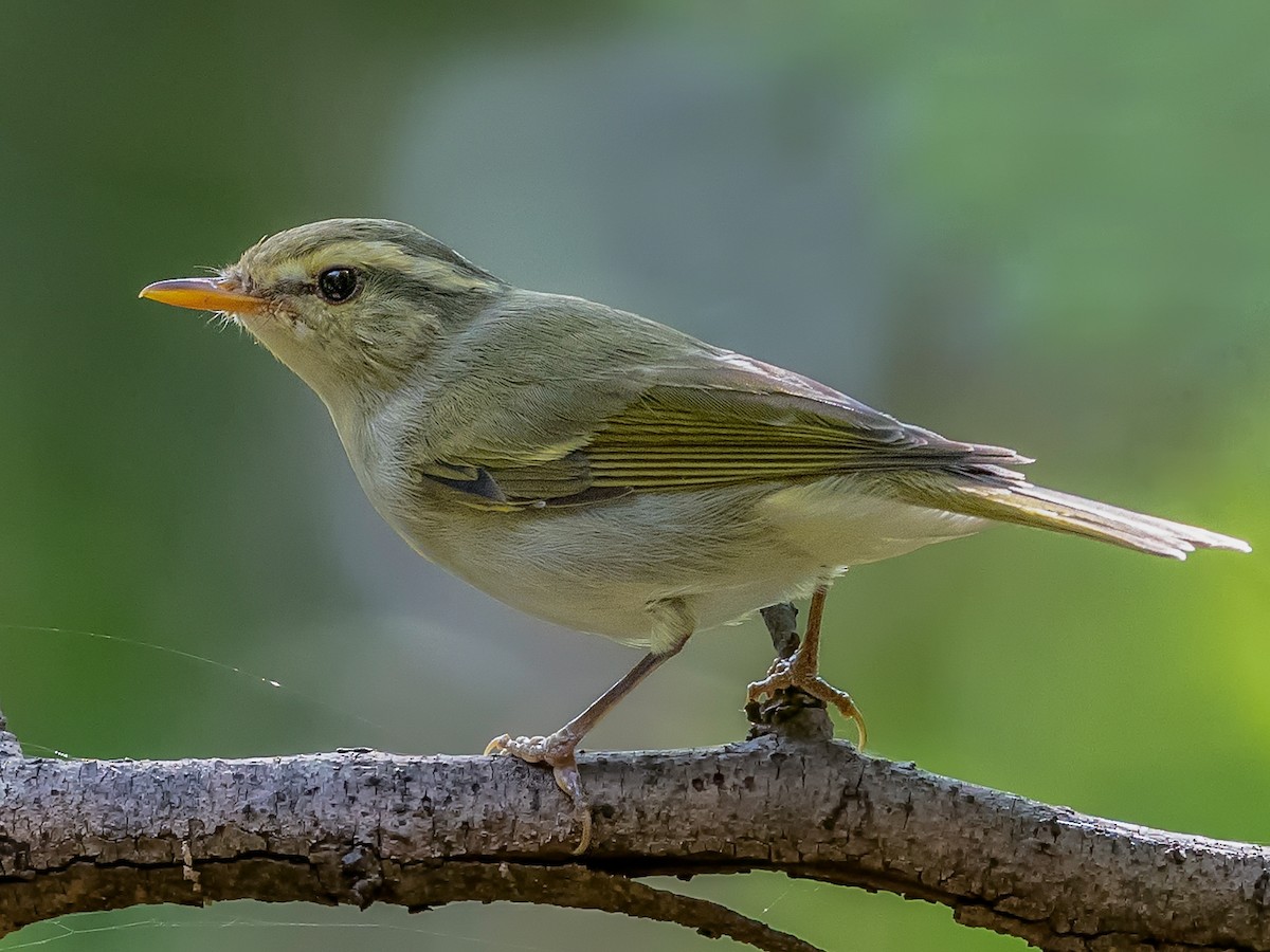 Western Crowned Warbler - Phylloscopus occipitalis - Birds of the World
