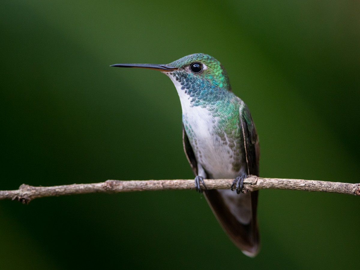 Versicolored Emerald - Chrysuronia versicolor - Birds of the World