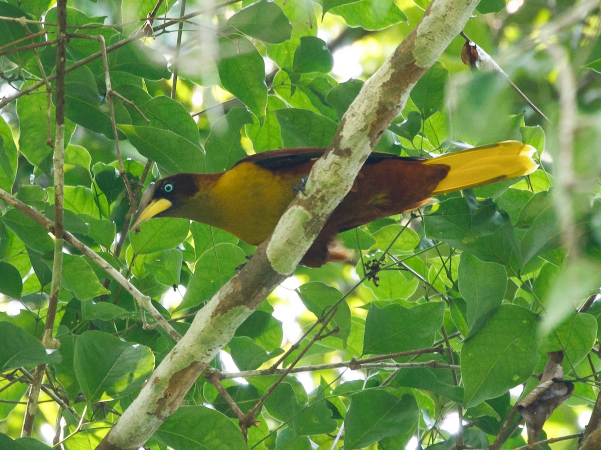 Casqued Cacique - Cacicus oseryi - Birds of the World