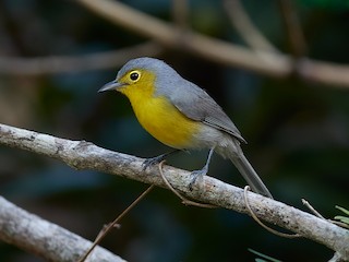 Oriente Warbler - Teretistris fornsi - Birds of the World