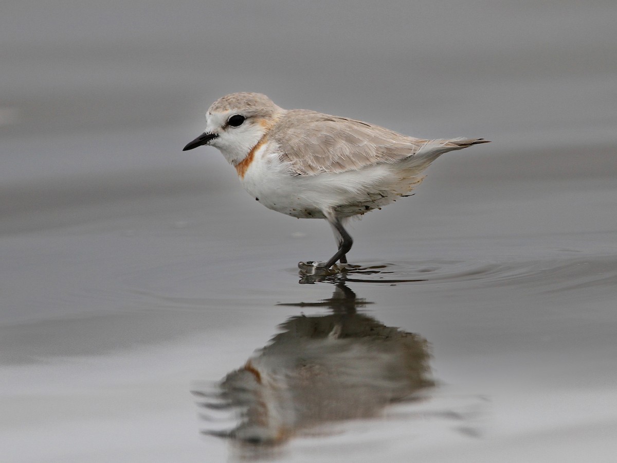 Chestnut-banded Plover - Anarhynchus pallidus - Birds of the World