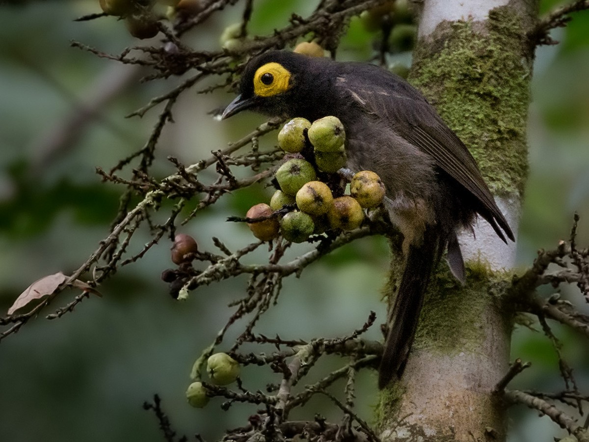 Arfak Honeyeater - Melipotes gymnops - Birds of the World