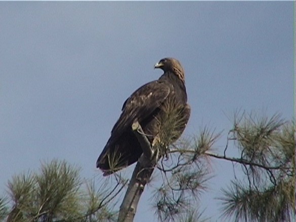 eBird Checklist - 4 Nov 2005 - Frank G. Bonelli RP/Puddingstone ...
