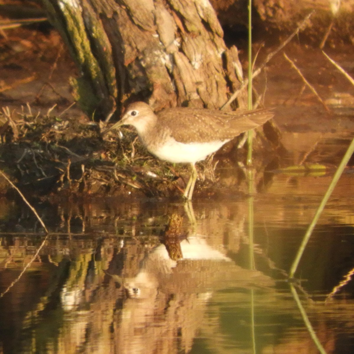 eBird Checklist - 22 Nov 2021 - Merced NWR - 22 species