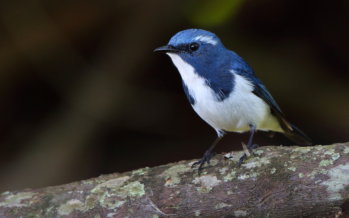ML390298561 - Ultramarine Flycatcher - Macaulay Library