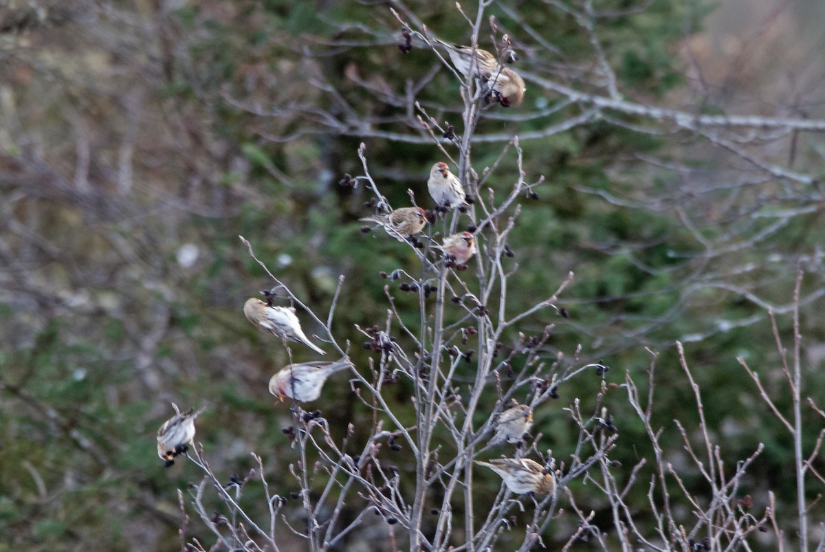 eBird Checklist - 19 Nov 2021 - Peshekee Grade - 8 species