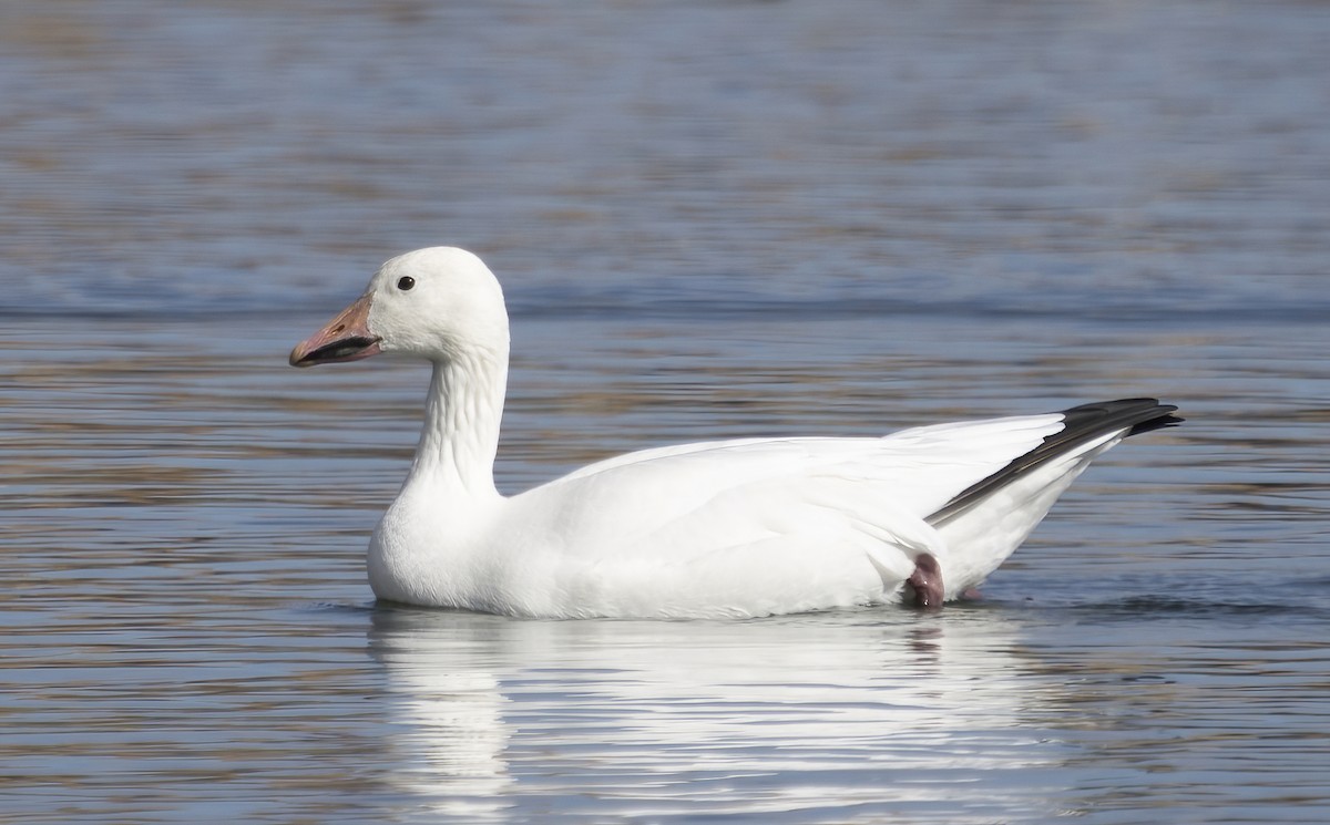 eBird Checklist - 22 Nov 2021 - Desert Center--Lake Tamarisk - 53 ...