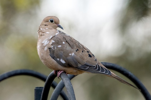 Mourning Dove Wallpaper