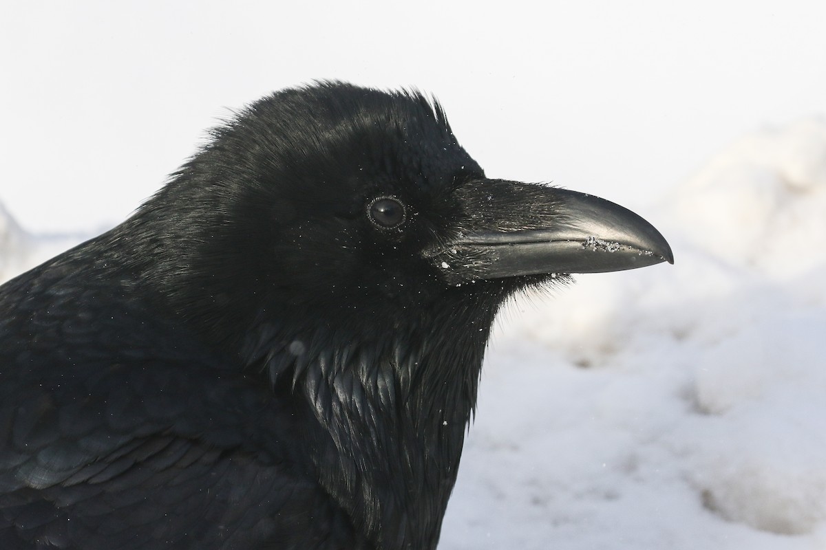 Common Raven - Corvus corax - Media Search - Macaulay Library and eBird