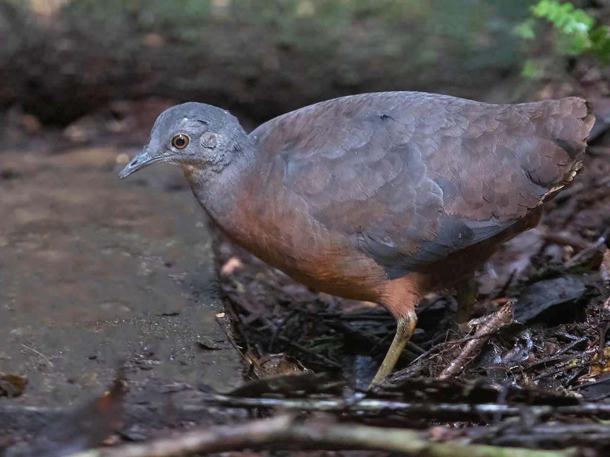 Little Tinamou - Crypturellus soui - Birds of the World