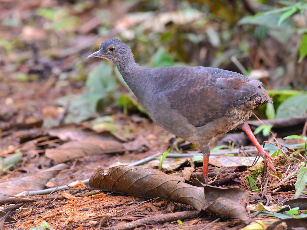 Slaty-breasted Tinamou - Crypturellus boucardi - Birds of the World