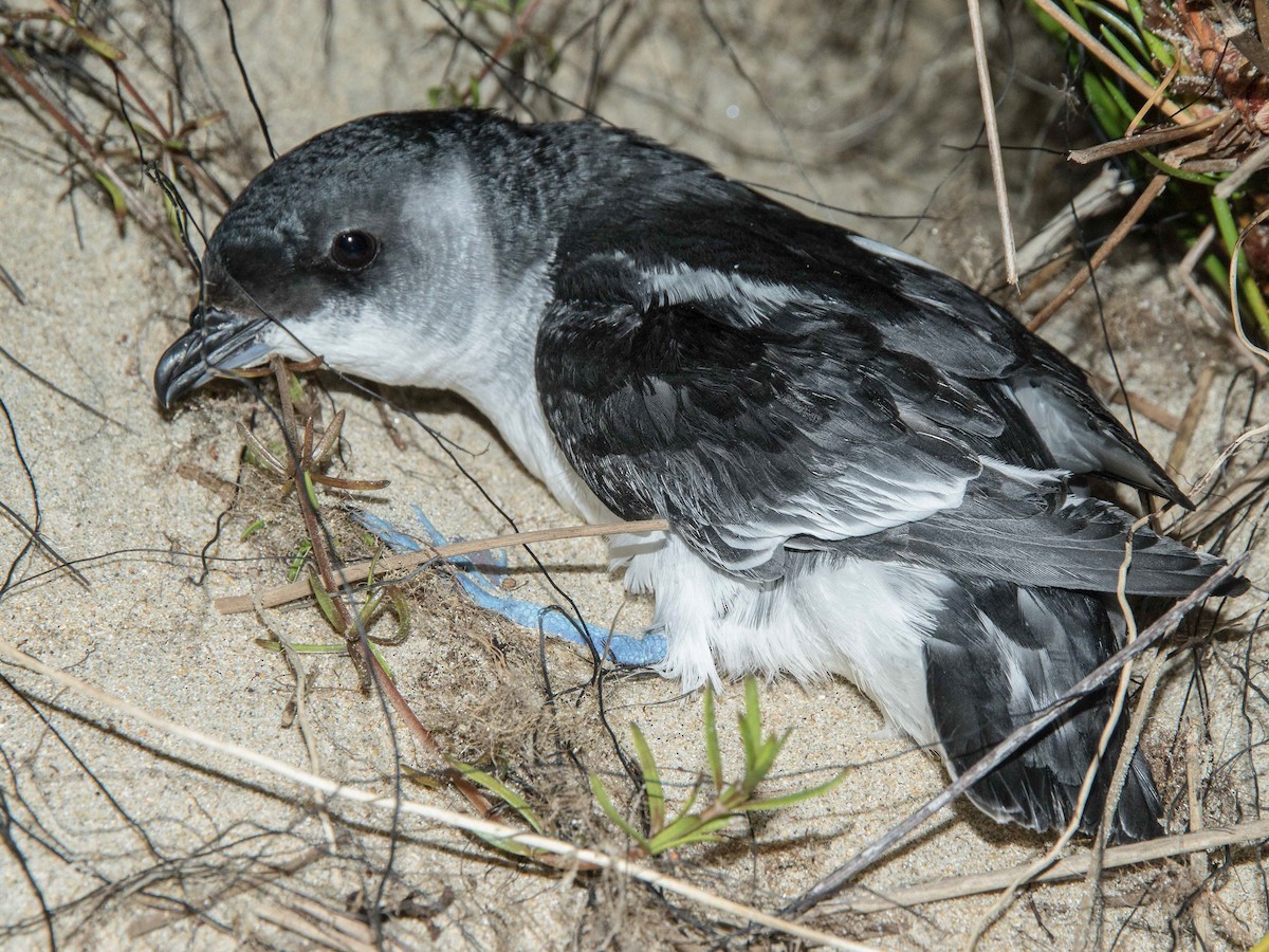 South Georgia Diving-Petrel - Pelecanoides georgicus - Birds of the World