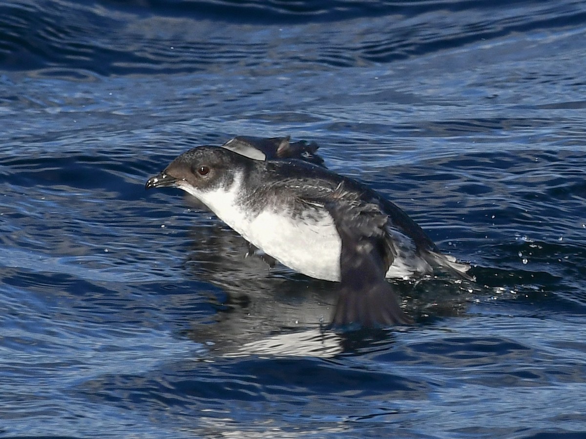 Magellanic Diving-Petrel - Pelecanoides magellani - Birds of the World