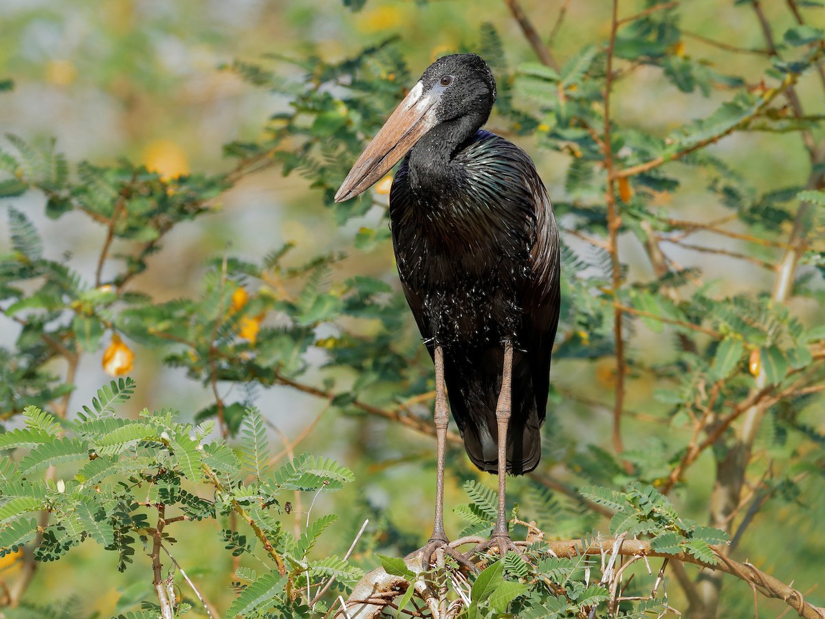 African Openbill - Anastomus lamelligerus - Birds of the World