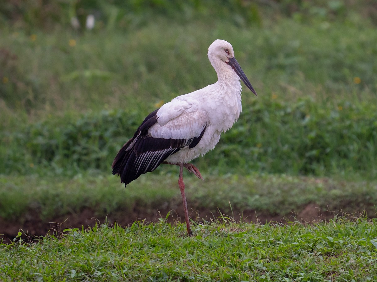 Oriental Stork - Ciconia boyciana - Birds of the World