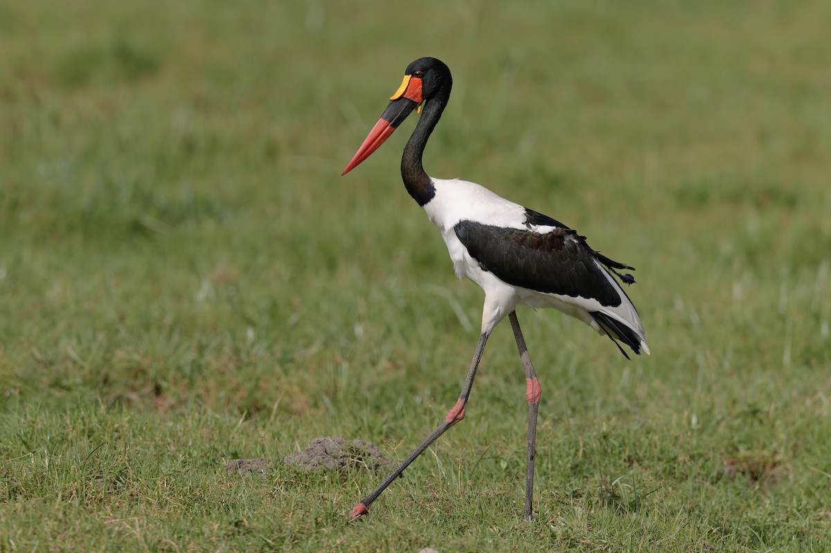 Saddle-billed Stork - Ephippiorhynchus senegalensis - Birds of the World