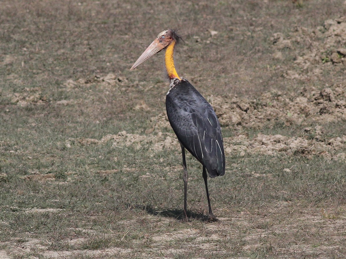 Lesser Adjutant - Leptoptilos javanicus - Birds of the World