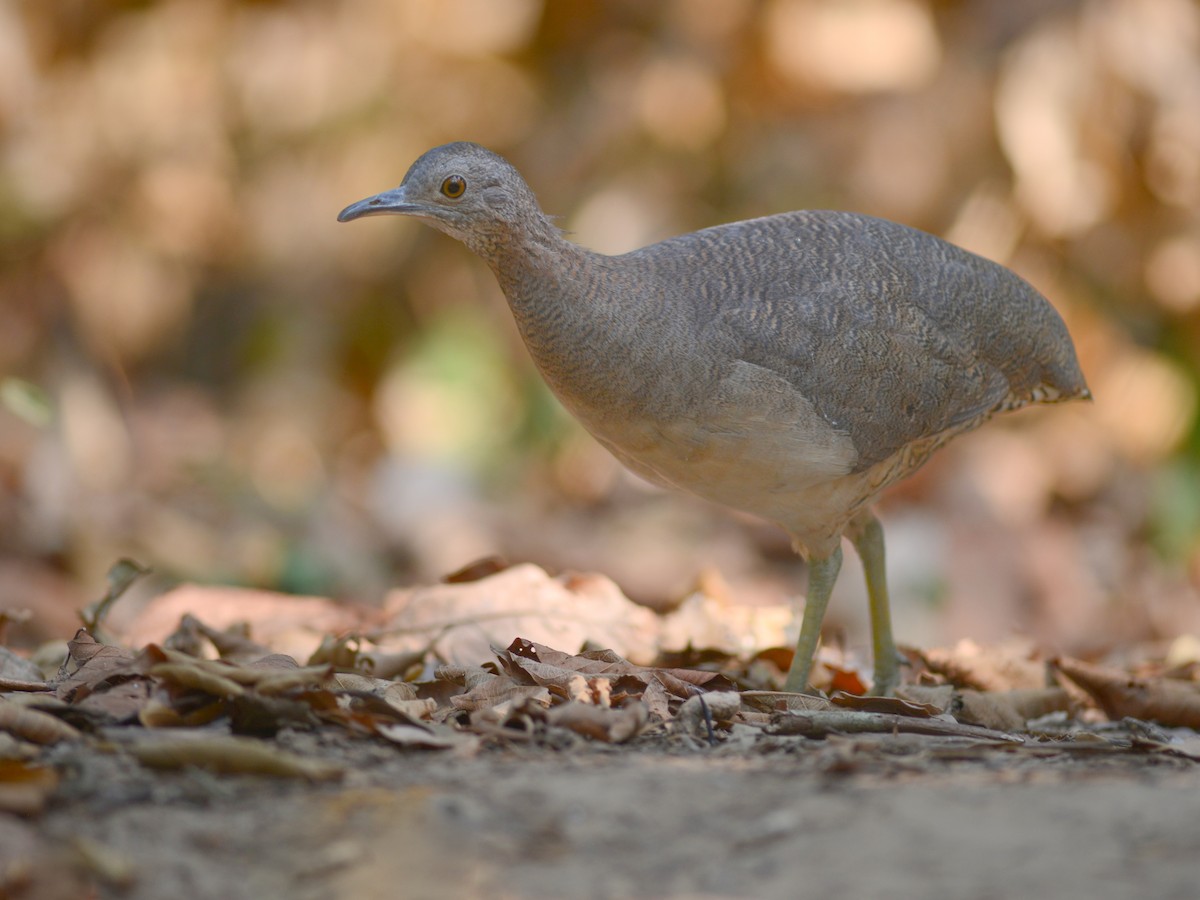 Undulated Tinamou - Crypturellus undulatus - Birds of the World