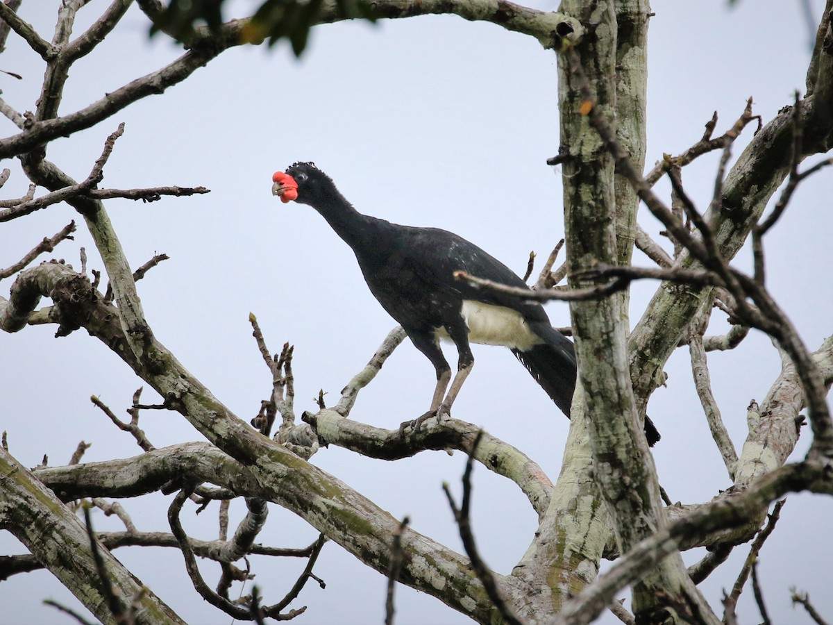 Wattled Curassow - Crax globulosa - Birds of the World
