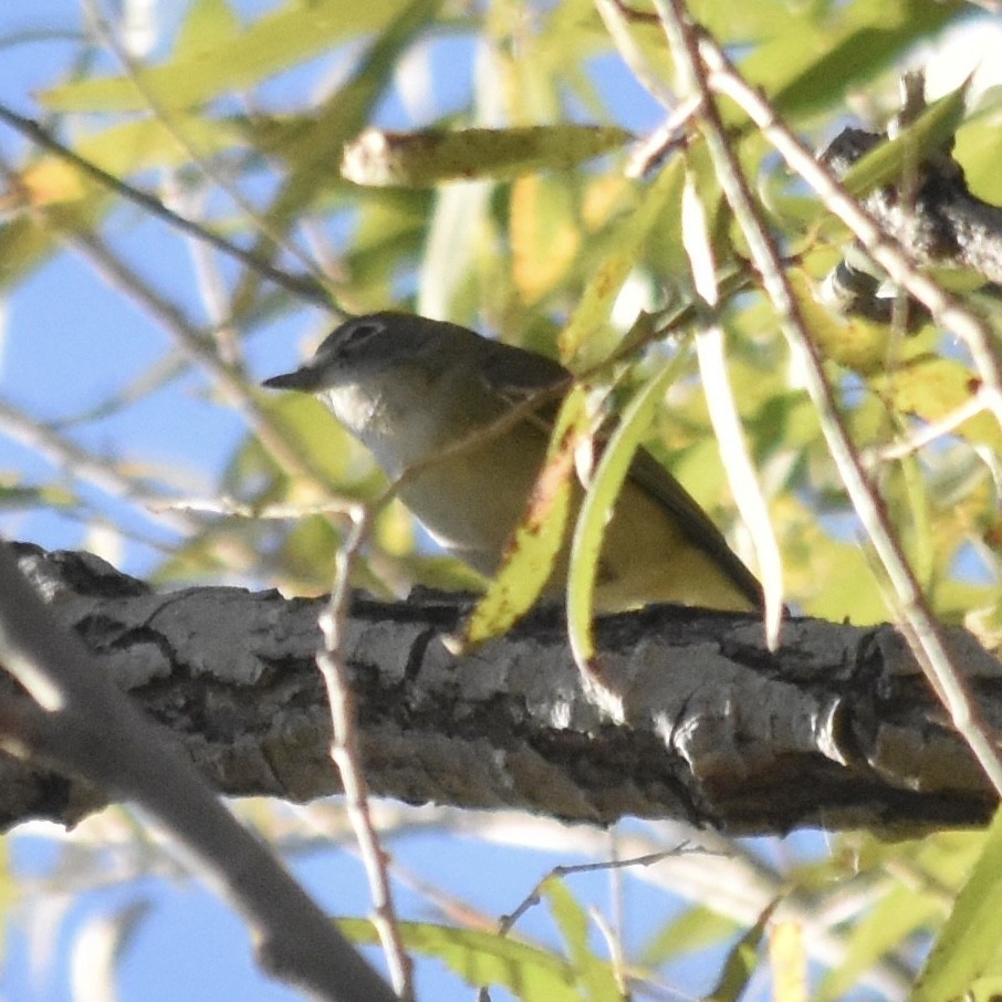 eBird Checklist - 25 Nov 2021 - Verde River--Access south of Box Bar ...