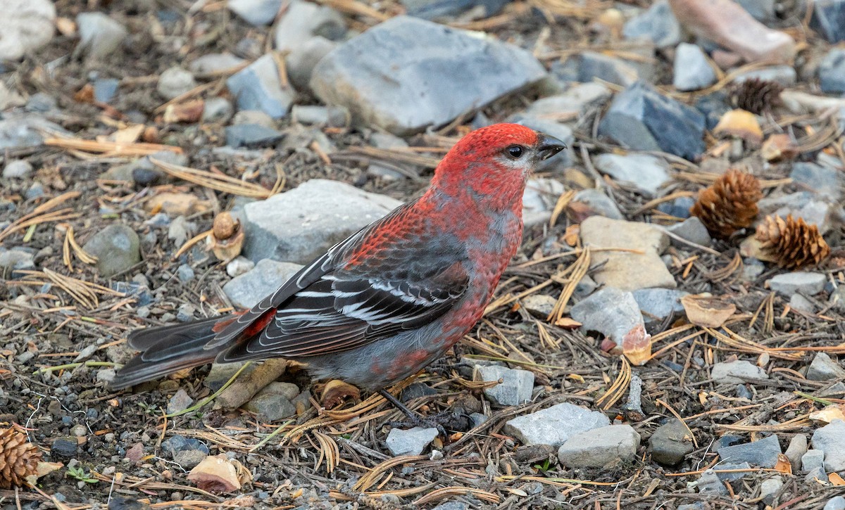 eBird Checklist - 13 Jun 2019 - Banff National Park--Sulphur Mountain ...