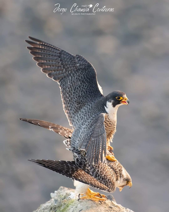Halcón Peregrino (Subesp. cassini) - eBird