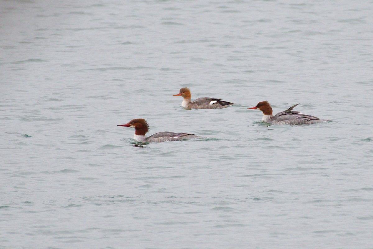 eBird Checklist - 26 Nov 2021 - Battery Park, Waterfront Pathway ...