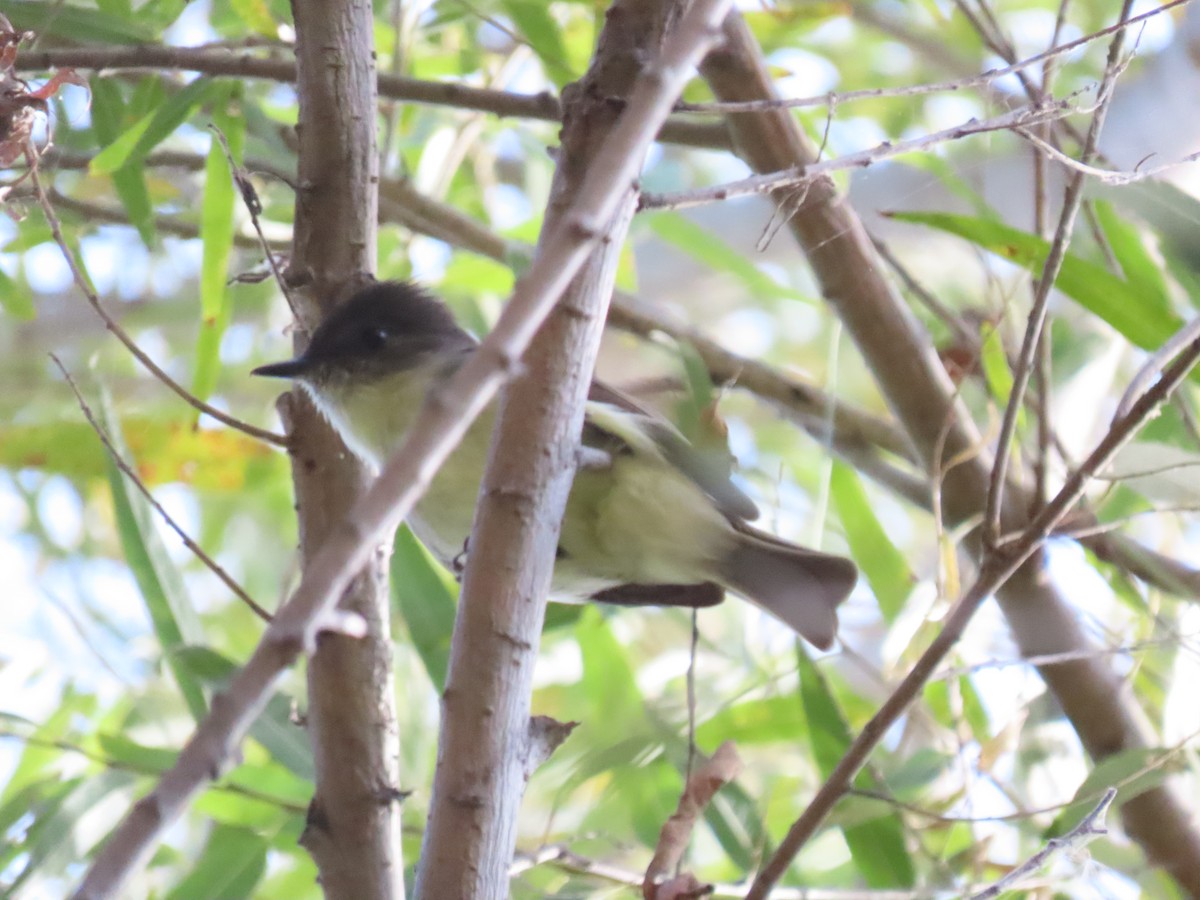 eBird Checklist - 24 Nov 2021 - Tres Rios Overbank Wetlands (permit ...