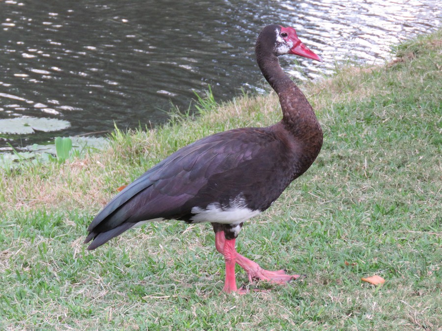 Spur-winged Goose (Southern) - eBird