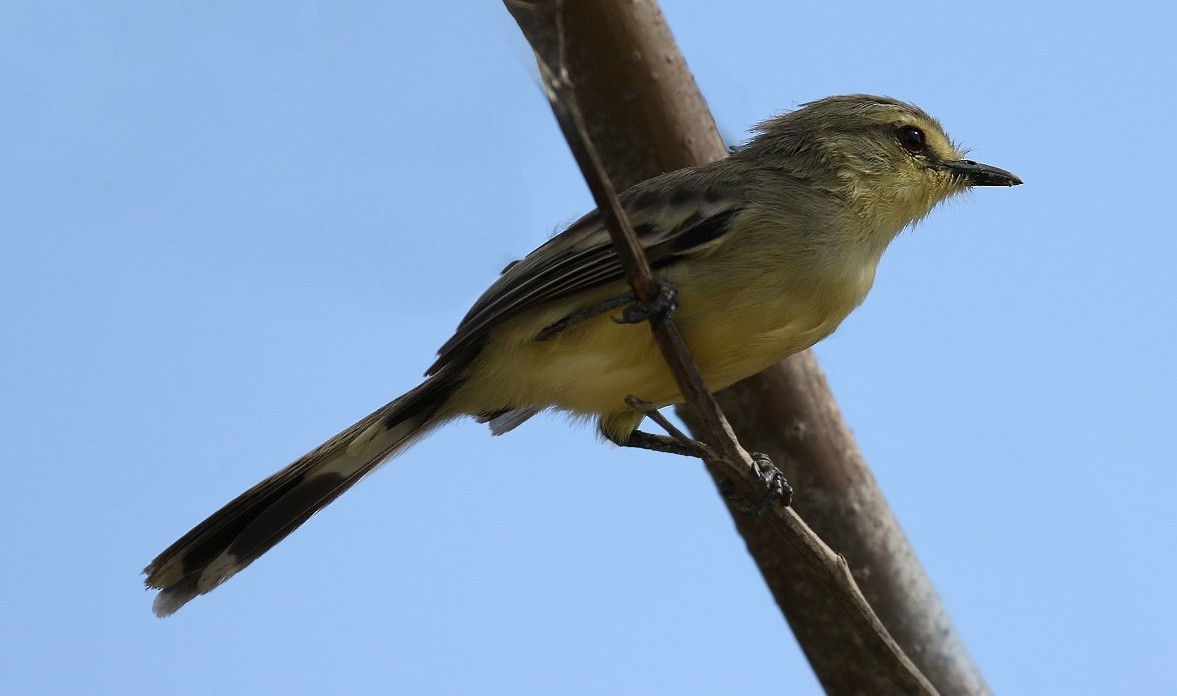 Orinoco Wagtail-Tyrant (undescribed form) - eBird