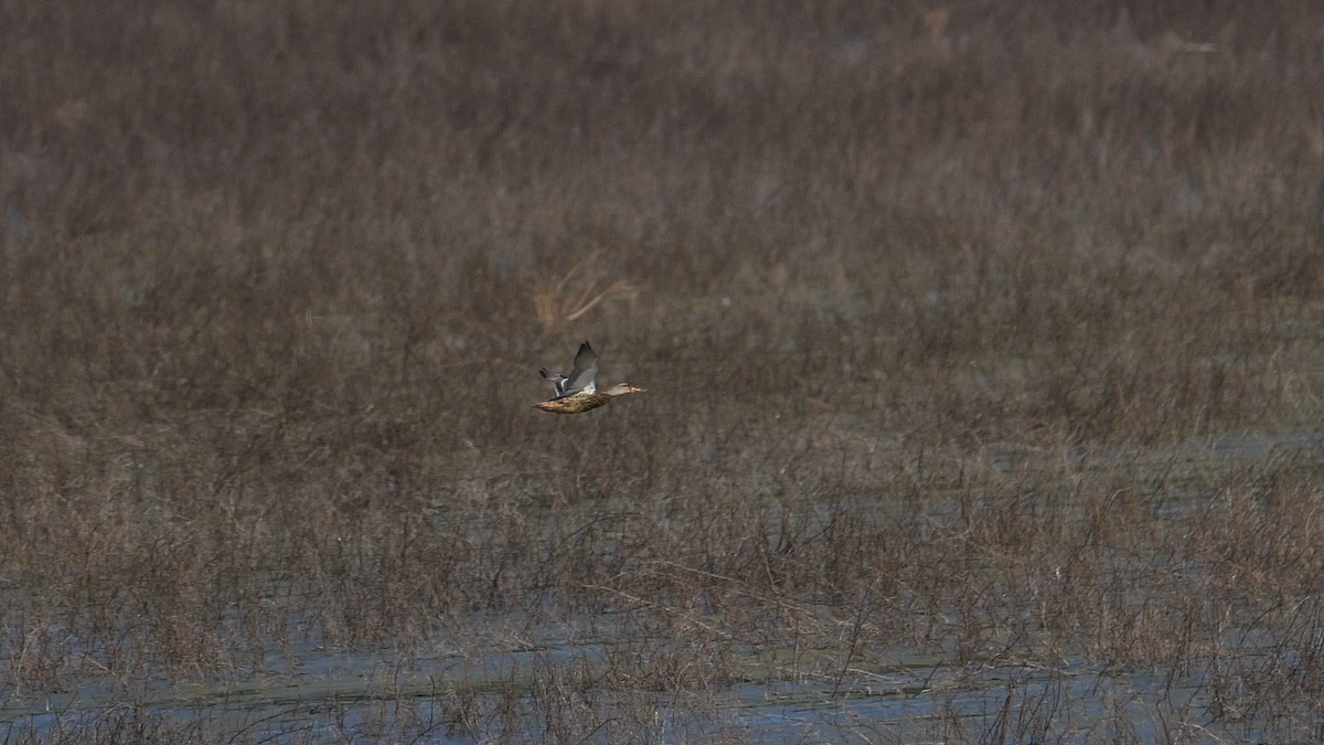 eBird Checklist - 27 Nov 2021 - Little Marsh Island--MCSF BI Dayson ...
