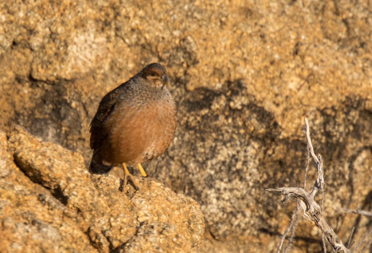 eBird Checklist - 5 Jul 2016 - Erongo Wilderness Lodge - 29 species