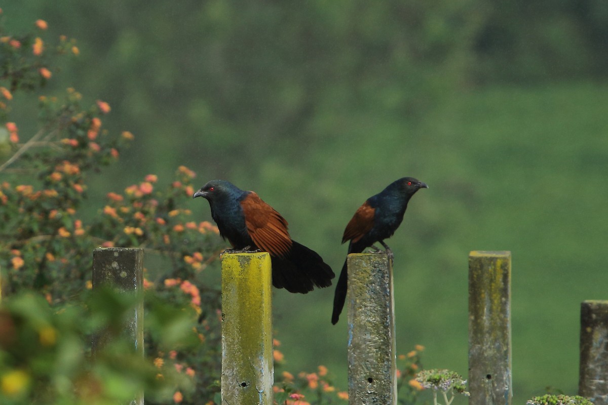 eBird Checklist - 28 Nov 2021 - Kotagiri - 46 species