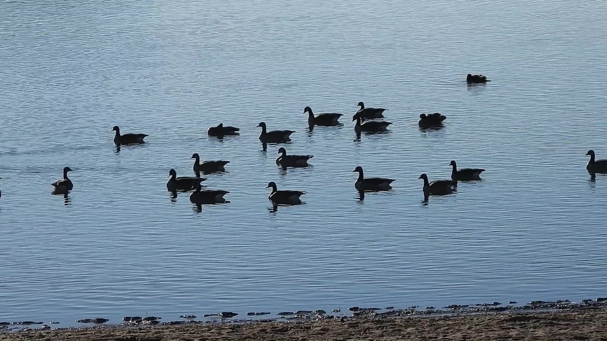 eBird Checklist - 26 Nov 2021 - Little Shuswap Band "Skwlax" East End ...